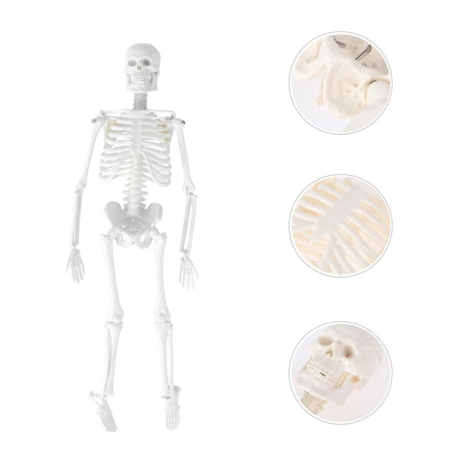 HUMAN SKELETON MODEL Full Size Body Statue Anatomy Detachable £22.18 ...