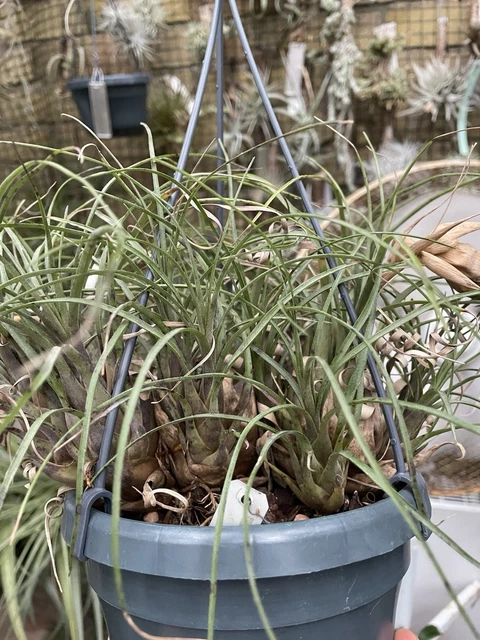 VRIESEA POENULATA BRAZILIAN Bromeliad Rare £21.50 - PicClick UK