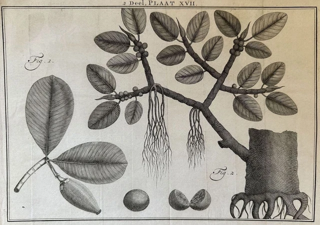 MAARTEN HOUTTUYN DEEL Plaat Xvii Mangrove Tree Original 1761 EUR 20,00 ...