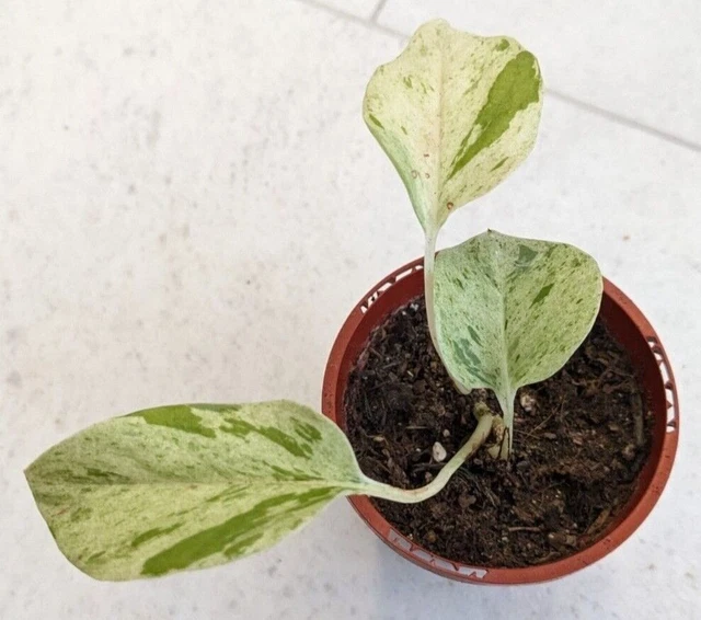 RARE SNOW QUEEN Pothos/ Epipremnum 3 potted trailing plant £12.99 ...