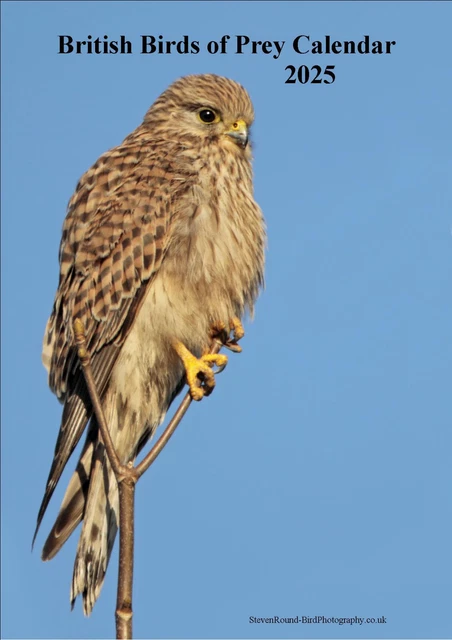 BRITISH BIRDS OF Prey 2025 A4 Wildlife Calendar (Photography by Steve ...