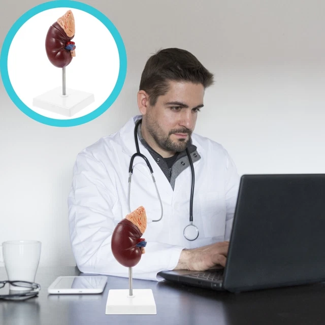 HEART ANATOMICAL STRUCTURES Kidney Model Human Torso Model Biology ...