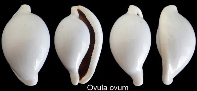 COQUILLAGE DE COLLECTION : Ovula ovum EUR 15,00 - PicClick FR