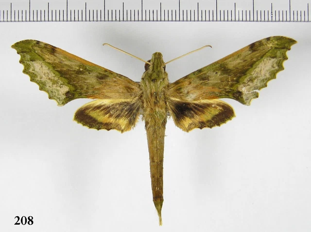 SPHINGIDAE, XYLOPHANES UNDATA, male, Peru, mounted £9.88 - PicClick UK