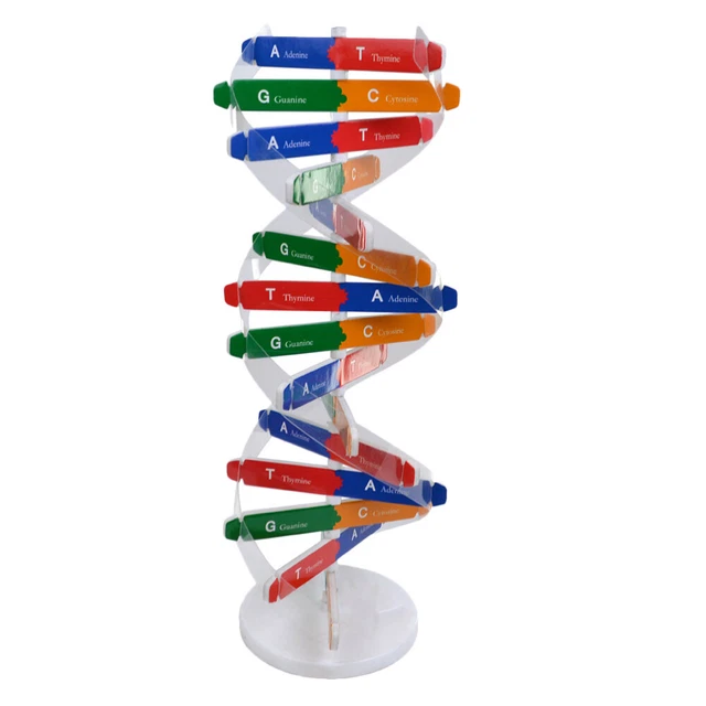 DNA MODEL DIY Structure and Function Kit for School Project Child £12. ...