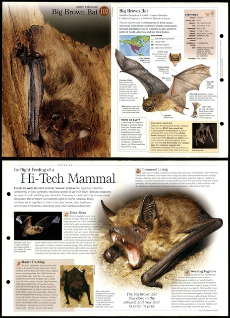 BIG BROWN BAT #103 Mammals - Discovering Wildlife Fact File Fold-Out ...