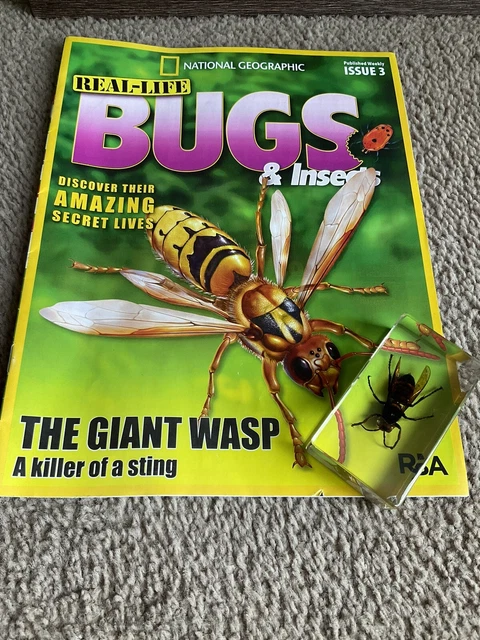 REAL LIFE BUGS &Insects THE GIANT WASP In Resin Issue 3 National Geographic £4.99 - PicClick UK
