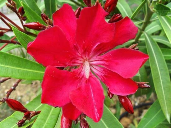 8 GRAINES LAURIER ROSE ROUGE (Nerium Oleander COMMANDANT BARTHELEMY ...