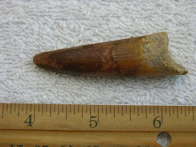 DINOSAUR FOSSIL TOOTH Spinosaurus Cretaceous Era bigger 2 inch long ...