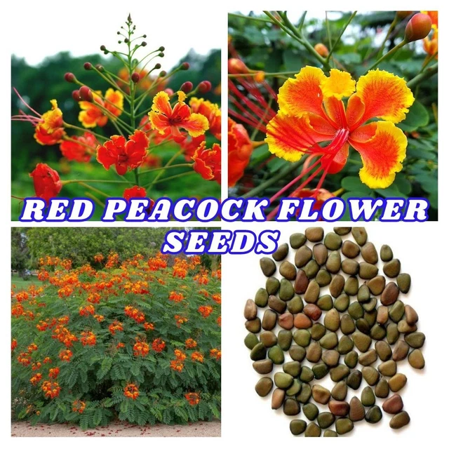 RED PEACOCK FLOWER Caesalpinia Pulcherrima Mexican Barbados Flower 10 ...
