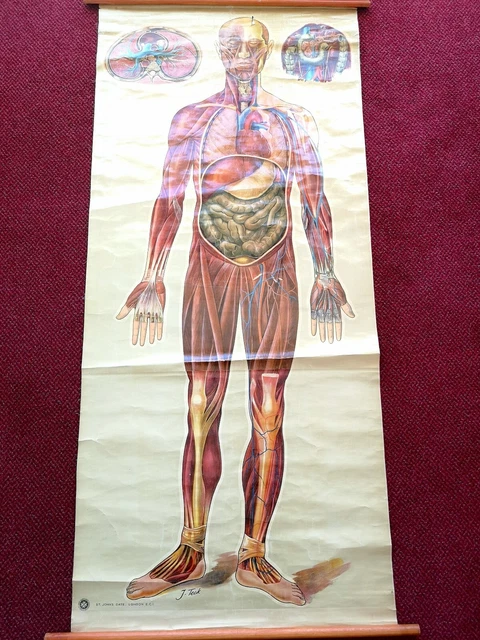 ADAM ROUILLY MEDICAL Chart General Anatomy, Anatomical Vintage Medical ...