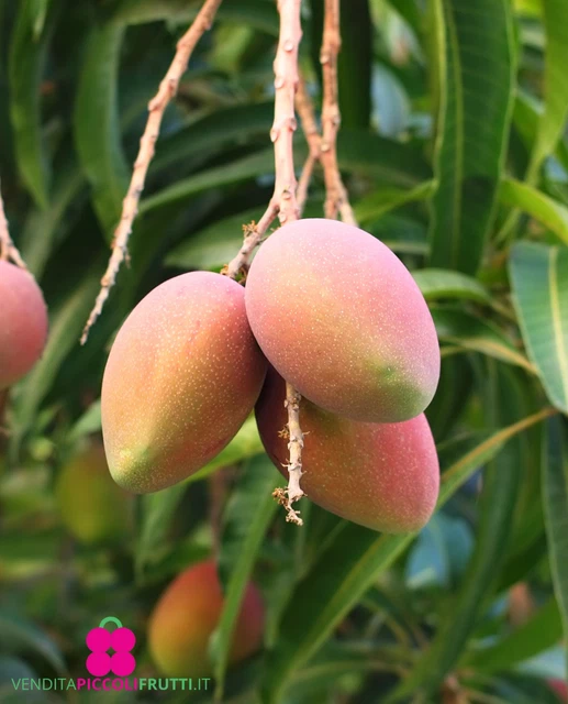 PIANTA DI MANGO Mangifera Indica 'KEITT' - innestata- in vaso- h.100/ ...
