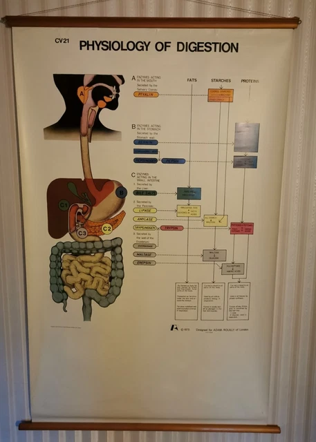 VINTAGE ADAM ROUILLY Educational Medical Poster Chart Physiology of ...
