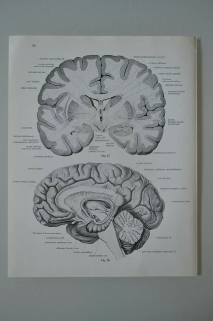 HUMAN ANATOMY BOARD NERVOUS SYSTEM BRAIN ATLAS Dr SOBOTTA MEDICINE £10. ...
