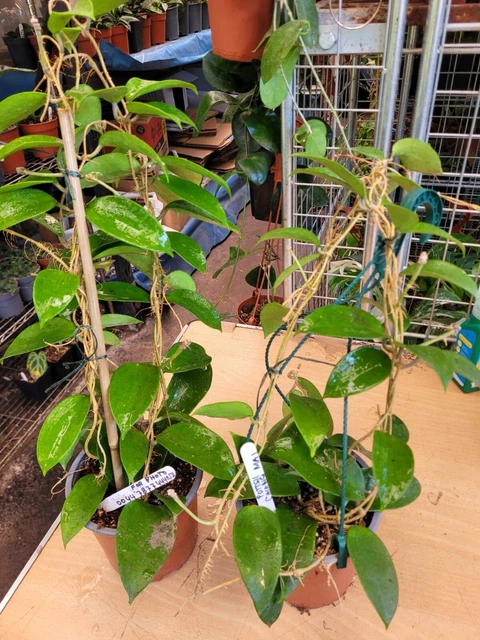 HOYA POTTSII'CHIANG MAI'VERY Großpflanze, Zimmerpflanze EUR 37,72 ...