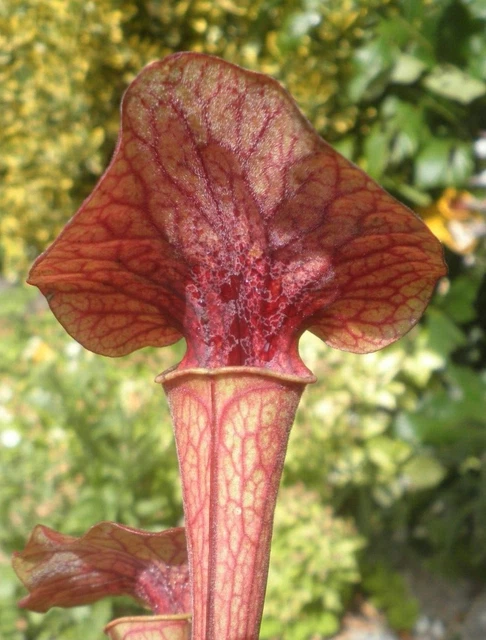 SARRACENIA X PURPUREA ssp Venosa x Oreophila H134 x “Kimber Red Ruffles ...