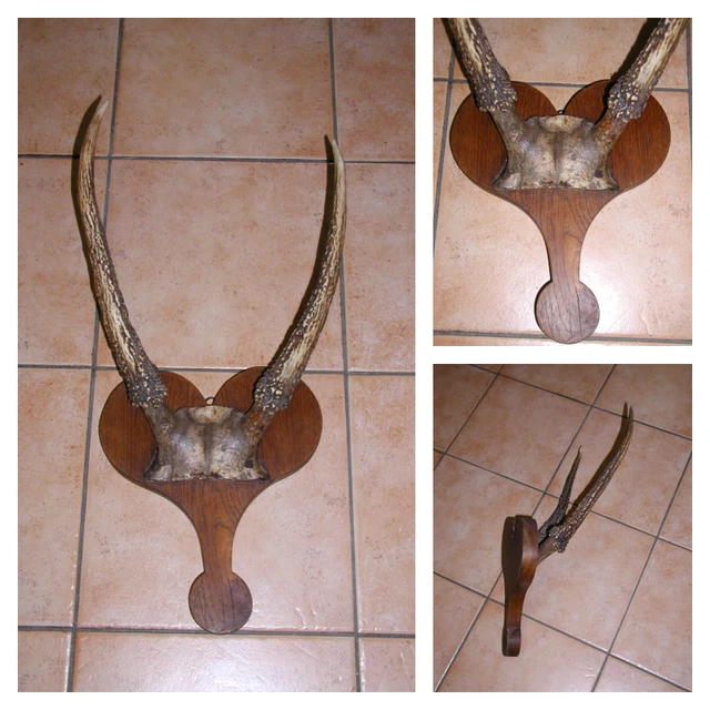 ANCIENNES GRANDES CORNES De Jeune Cerf Daguet-Sur Plaque Bois En Forme ...