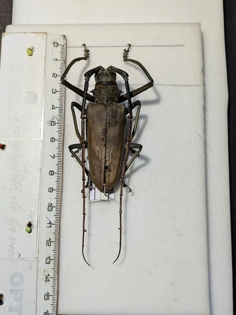 CERAMBYCIDAE BATOCERA NUMITOR Ref Carabid1043 EUR 8,00 - PicClick FR