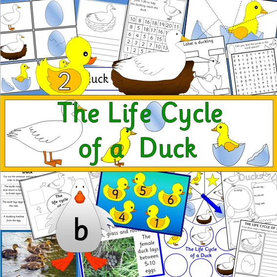 LIFE CYCLE OF A DUCK educational resource pack to PRINT - Science £3.00 ...