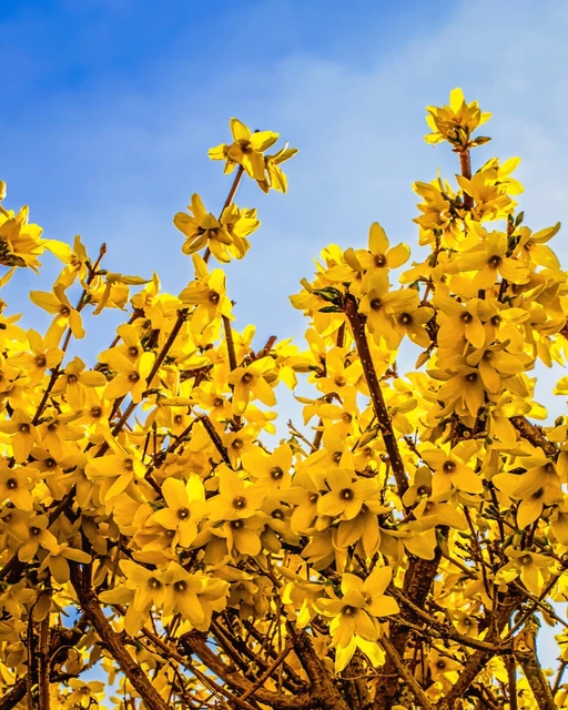 FORSYTHIA SPECTABILIS NATIVE bare root hedge whips hedging plants 3ft ...