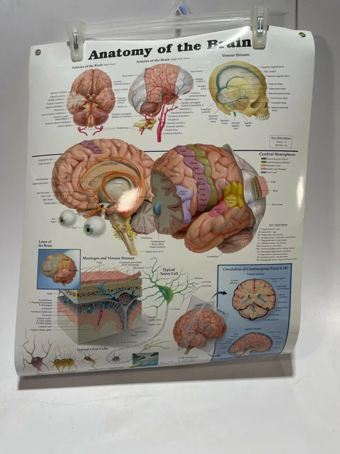 Anatomy Of The Brain Chart - Ponasa