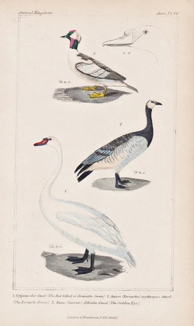 HÖCKERSCHWAN MUTE SWAN Zwerggans bufflehead birds Lithographie Cuvier ...
