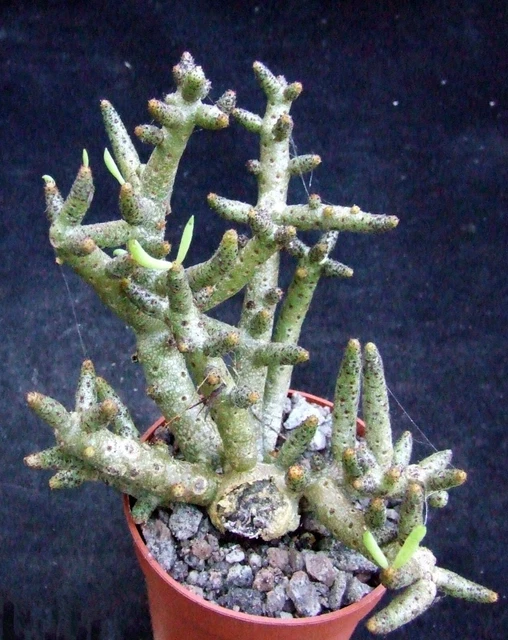 TYLECODON BUCHOLZIANUS CHOICE 10cm collectors South African succulent ...