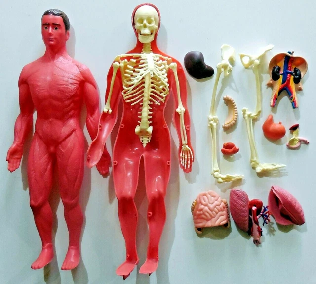 VINTAGE PLASTIC HUMAN Body Deagostini 36Cm Anatomy Model £16.85 ... VINTAGE PLASTIC HUMAN Body Deagostini 36Cm Anatomy Model £16.85 ...