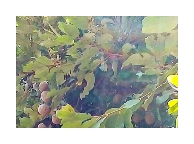 10X PARINARI ANAMENSIS Cây Cám Arbre Jardin Plantes - Graines ID1478 ...