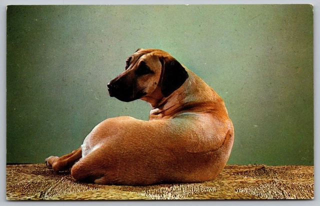 CARTOLINA PURA RAZZA rhodesiana cresta schiena cane leone nativo del ...