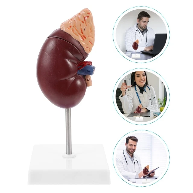 HUMAN BODY ANATOMY Anatomical Kidney Model Of The Kidney Human Torso ...