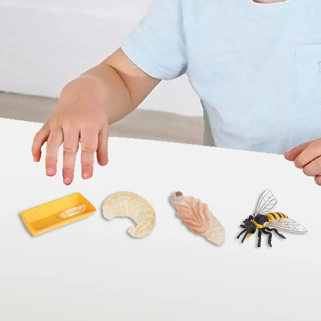 LIFE CYCLE OF Bee Toys Animal Growth Cycle Set Science Cognitive ...