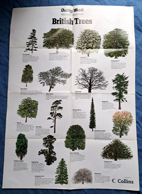 WILDLIFE WALLCHART - British Trees - Poster A1 Size Daily Mail Vintage ...