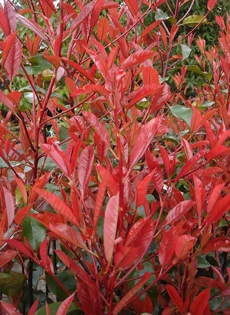 100 X PHOTINIA fraseri 'Red Robin‘ (Rote Glanzmispel) TOP FÜR HECKE ...
