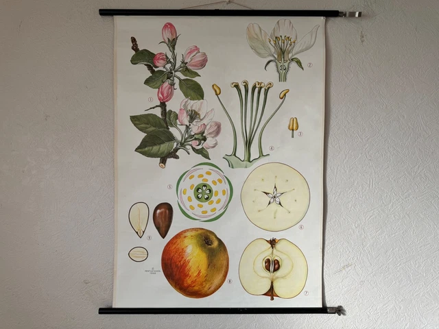 VINTAGE APPLES SCHOOL chart BOTANICAL educational wall chart FRUIT ...
