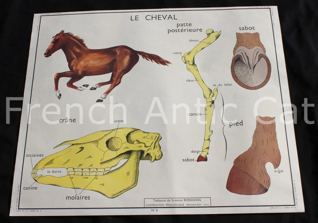 ANCIENNE AFFICHE SCIENCE Rossignol 5 6 Lapin Cheval squelette crâne ...