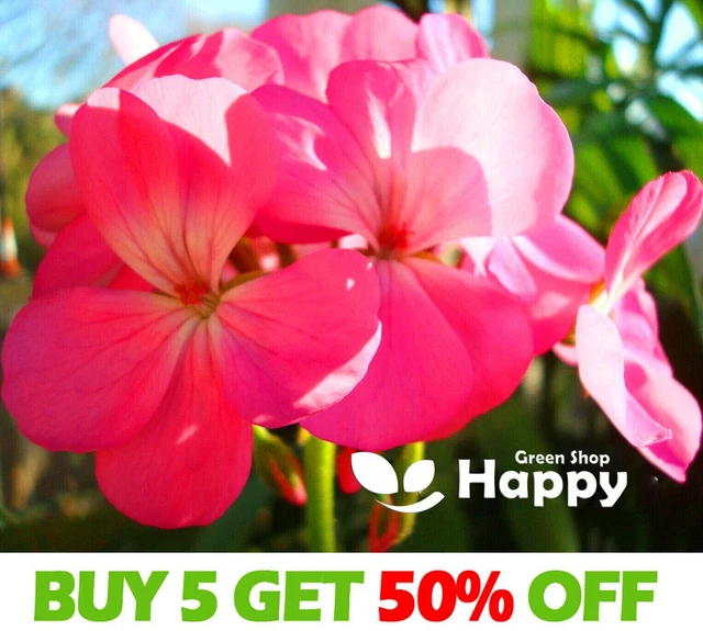 GERANIUM COLORAMA PINK - 10 SEEDS - Pelargonium zonale F2 - Large ...