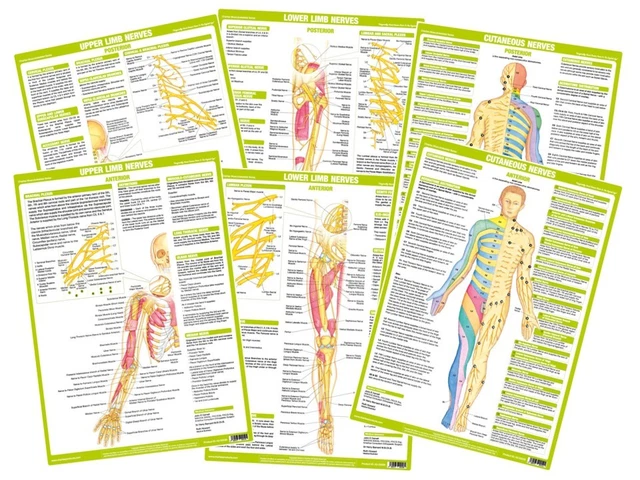 NERVOUS SYSTEM ANATOMY Posters - Human Body Clinical Charts - Medical ...