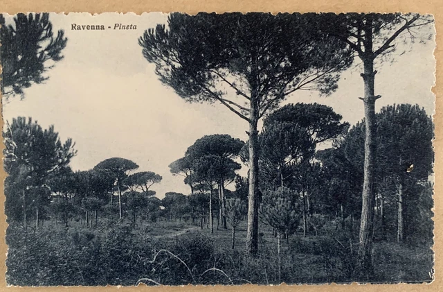 CARTOLINA RAVENNA LA Pineta Non viaggiata EUR 1,00 - PicClick IT