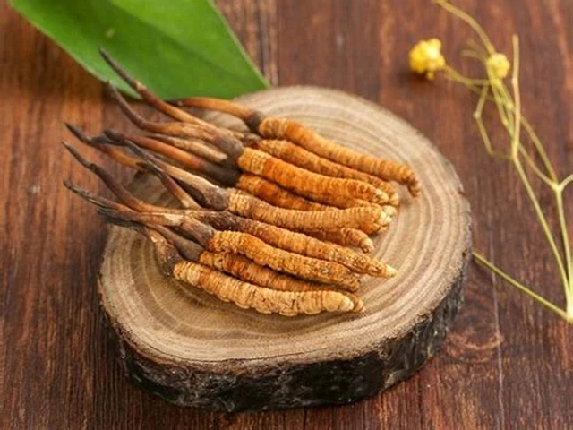 CORDYCEPS SINENSIS CATERPILLAR Fungus Dry Grain Mycelium Worldwide ...