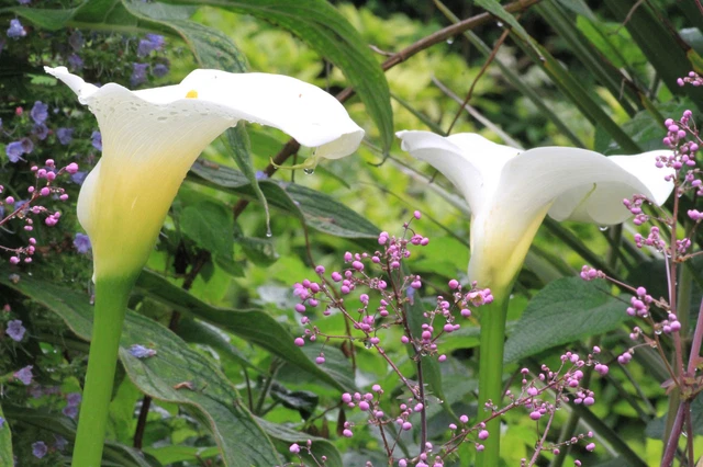 ZANTEDESCHIA HERCULES/ WHITE Giant Calla Lily EXTREMELY RARE HUGE ...