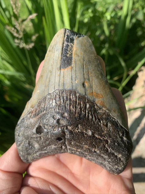 FOSSIL MEGALODON SHARK Tooth Fragment 23-3.6Million Years Old USA S ...