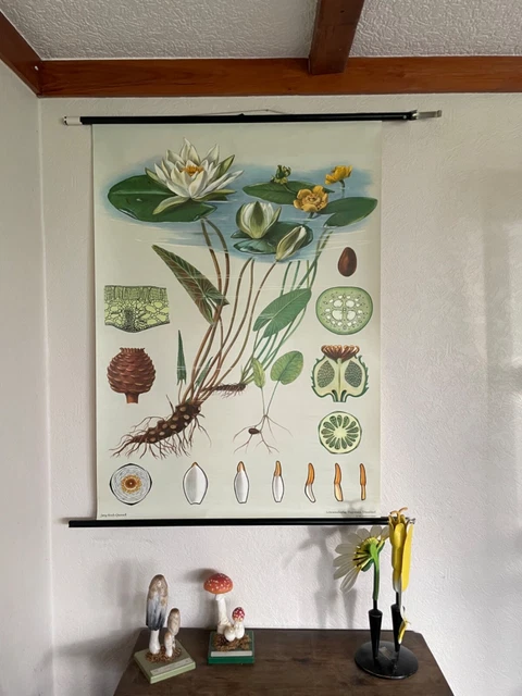 VINTAGE WATER LILY school chart JUNG KOCH QUENTELL roll down BOTANICAL ...
