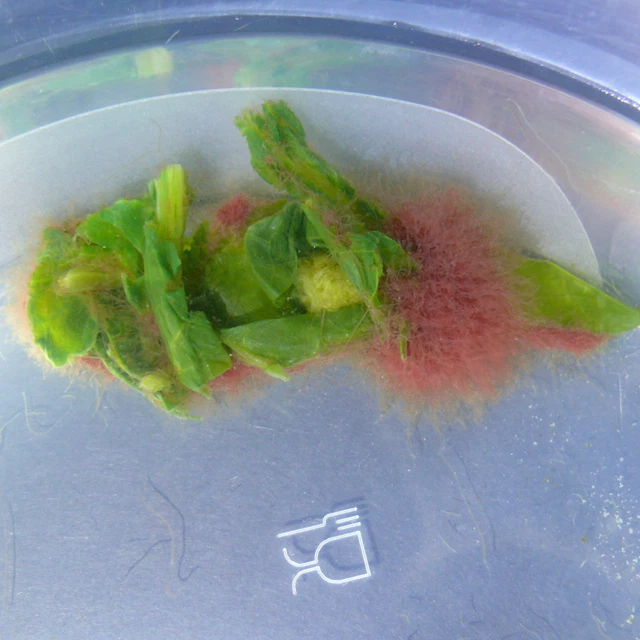 ZUCHTANSATZ DERO DIGITATA + Anleitung, Dero Worm Mikrofex Microfex ...