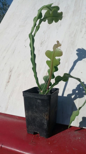 ZIG ZAG CACTUS - Selenicereus anthonyanus - PIANTA radici proprie ...