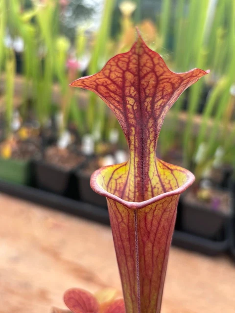 SARRACENIA FLAVA VAR. Atropurpurea Blackwater River Florida (All Red ...