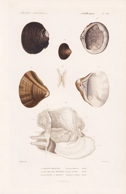 CYRENA VIOLACEA MUSCHELN shells coquillages engraving Stahlstich Cuvier ...