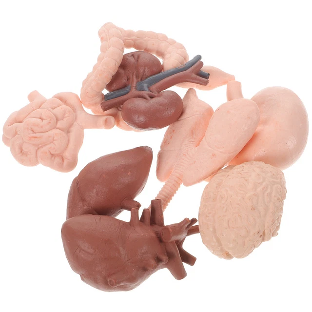 8 PCS HUMAN Anatomy and Physiology Organ Model Prop Baby Child £12.25 ...