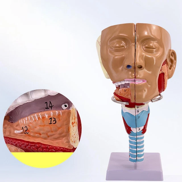 NASAL CAVITY THROAT Model High Simulation Pharynx Larynx Model for ...