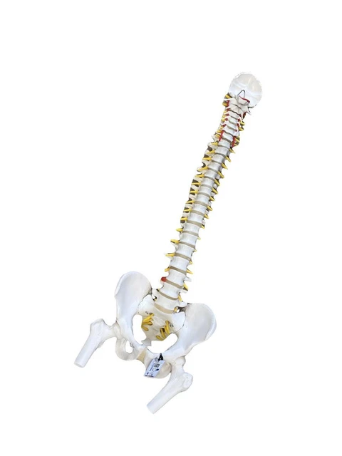 3B SCIENTIFIC A58/2 Menschliche Anatomie Wirbelsäulenmodell mit Oberschenkelstü EUR 79,99 ...